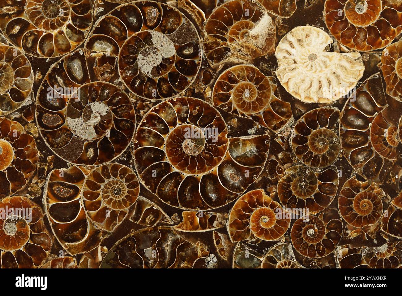 Full frame pattern of fossilized Ammonites, remains of ancient molluscs ...