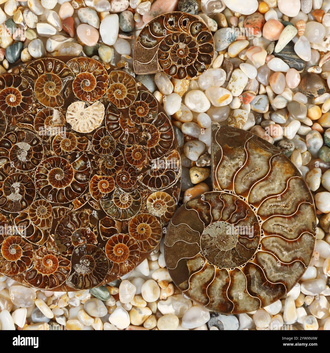 Pattern of fossilized Ammonites, remains of ancient molluscs of the ...