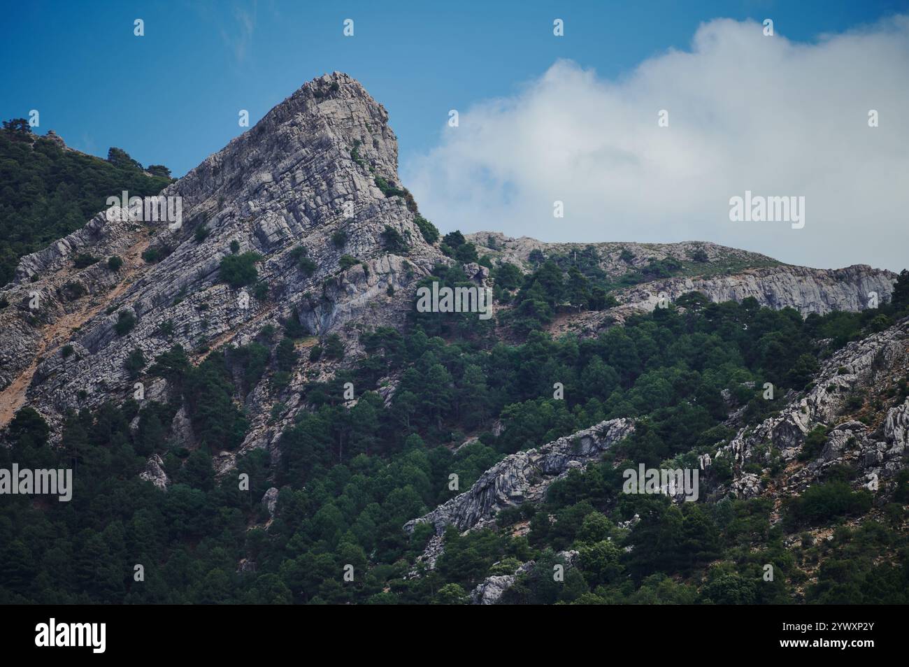 Steep rocky mountain slopes covered with vibrant trees under a ...