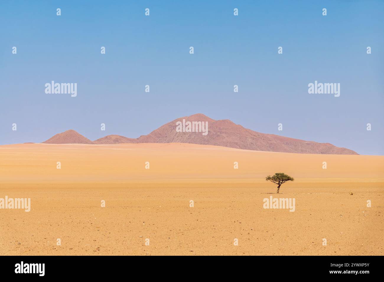 Lone tree in the NamibRand Nature Reserve, scenic minimal landscape in ...