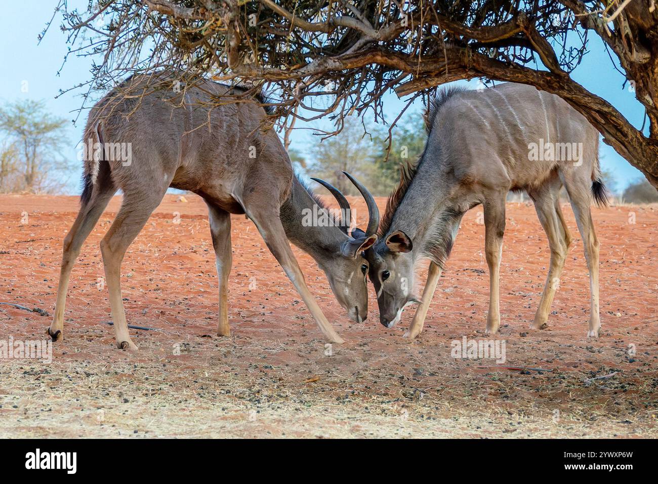 Young Great Kudus antelopes fighting head to head, Kalahari desert ...