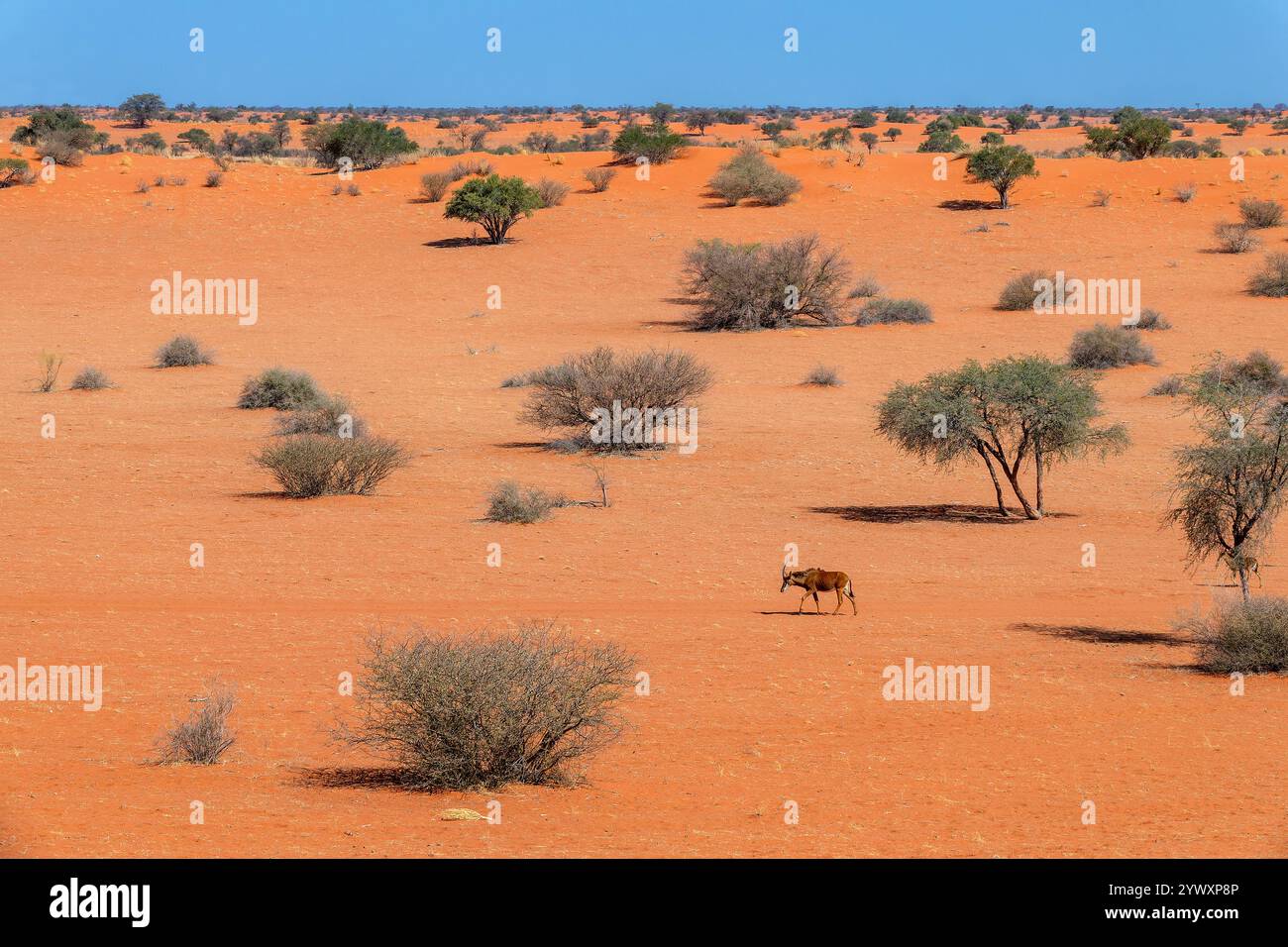 Sand animal landscape hi-res stock photography and images - Alamy