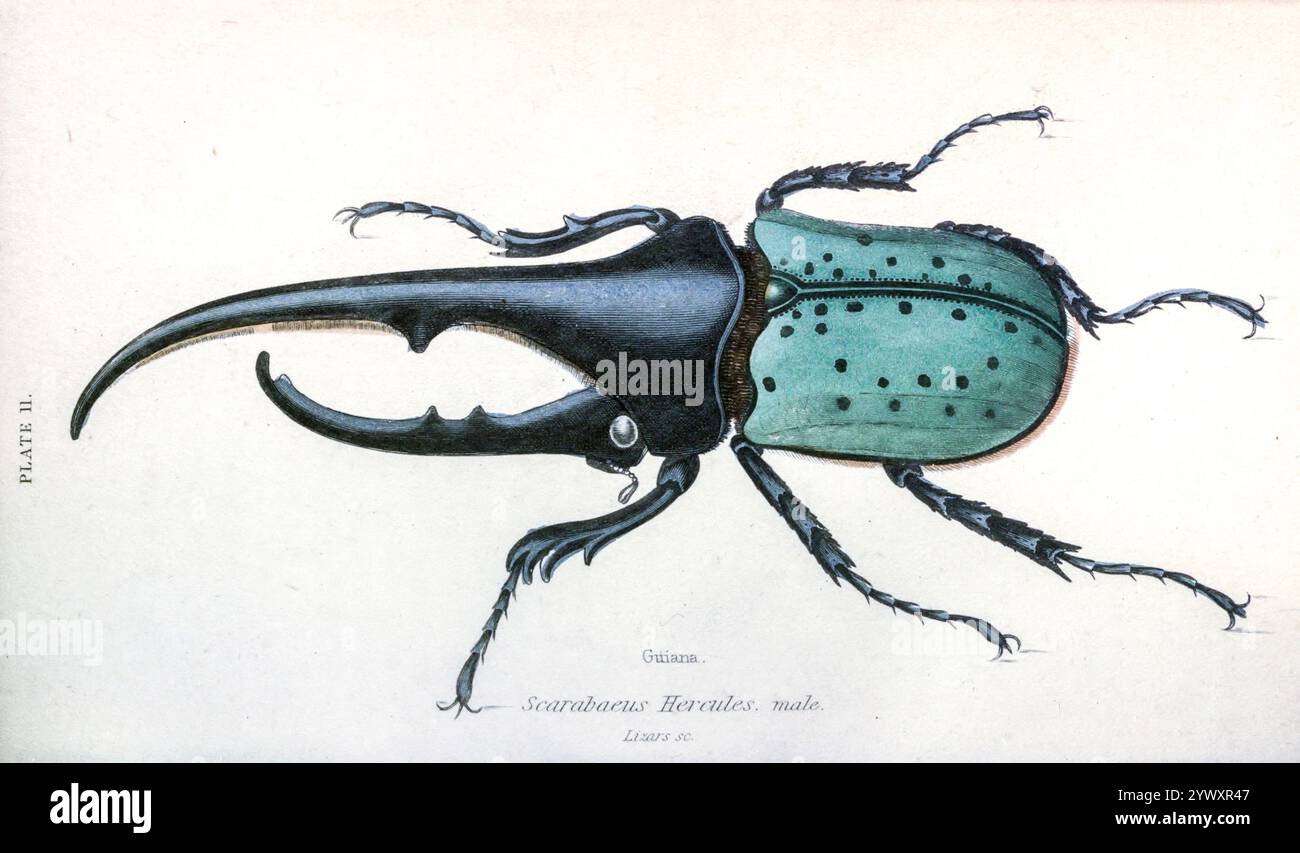 Hercules beetle, male, Dynastes hercules, [Here as Scarabaeus hercules ...