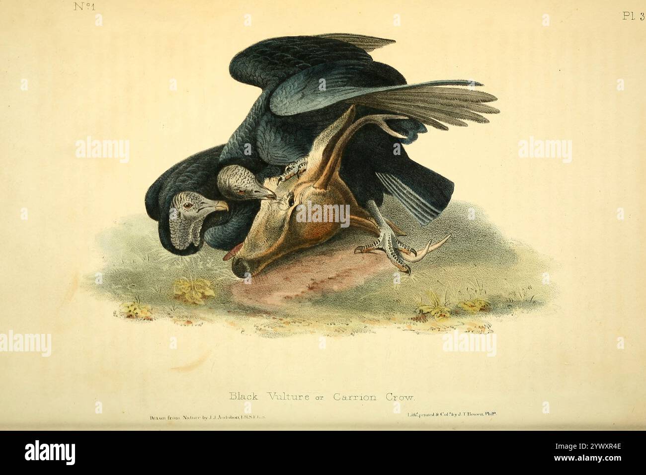 black vulture (Coragyps atratus here as Cathartes atratus and black ...