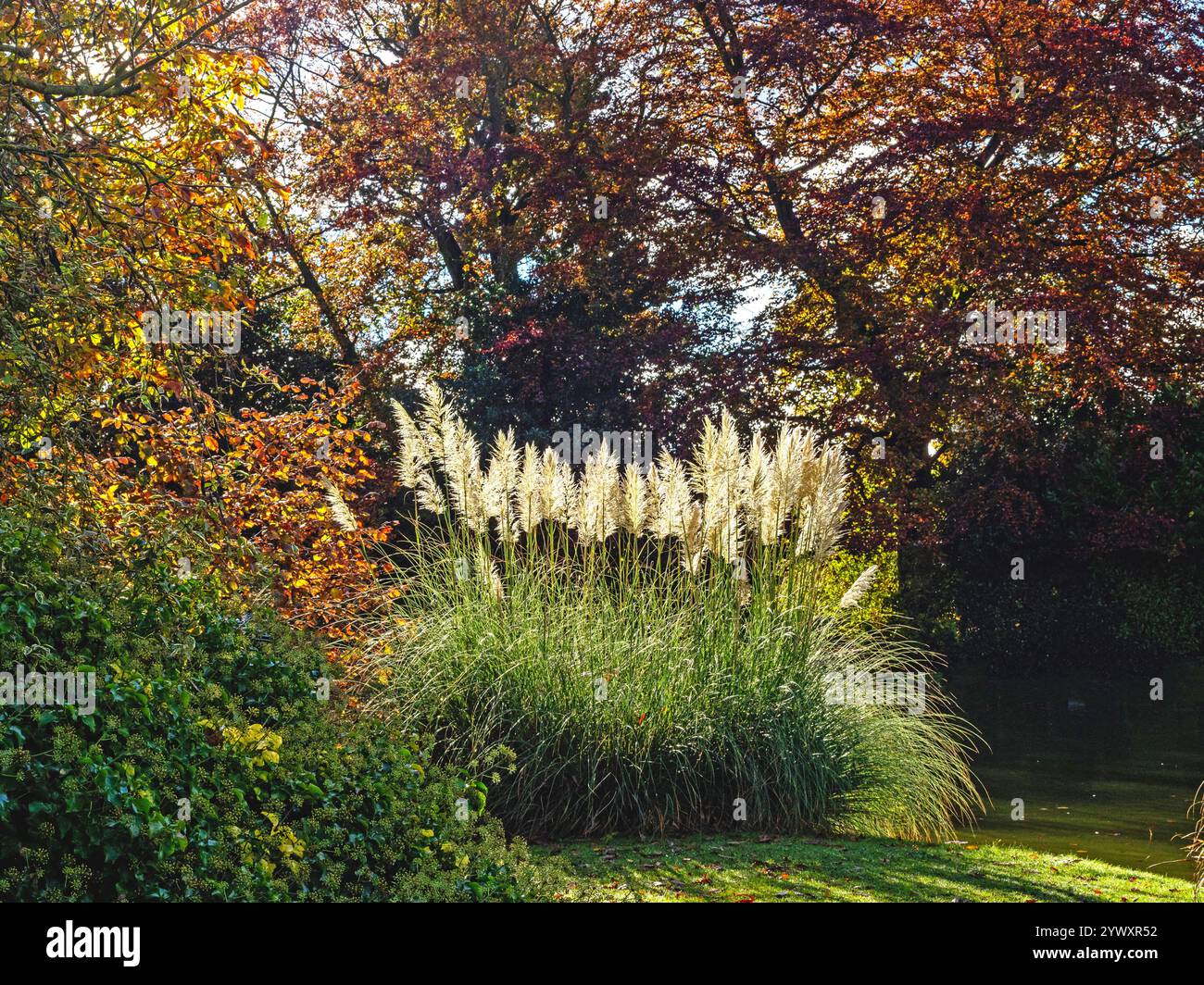 Pampas grass flowering in an autumn garden Stock Photo - Alamy