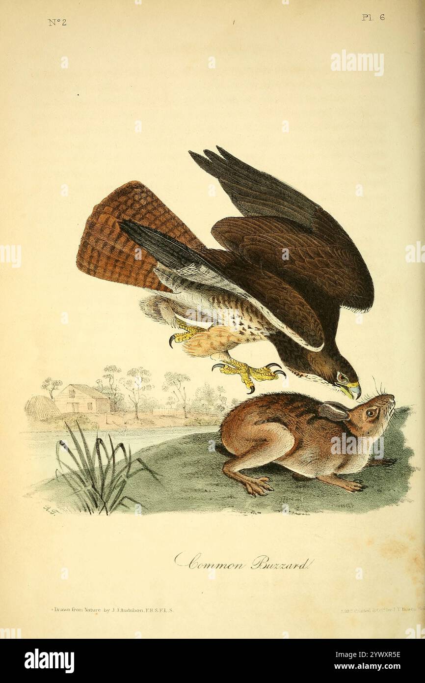 Study of our common birds new york hi-res stock photography and images ...