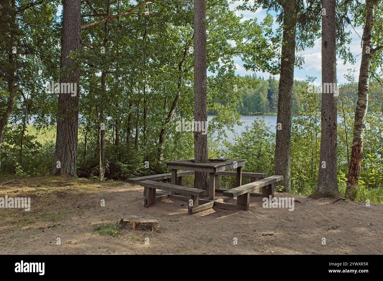 Wooden bench and picnic table around a tree at Moksi beach in summer ...