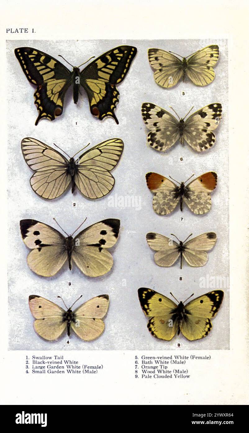A chart of British Butterflies 1. Swallow Tail; 2. Black-veined White ...