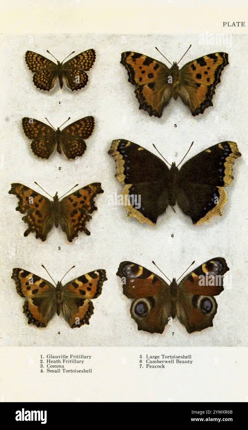 A chart of British Butterflies 1. Glauville Fritillary; 2. Heath ...