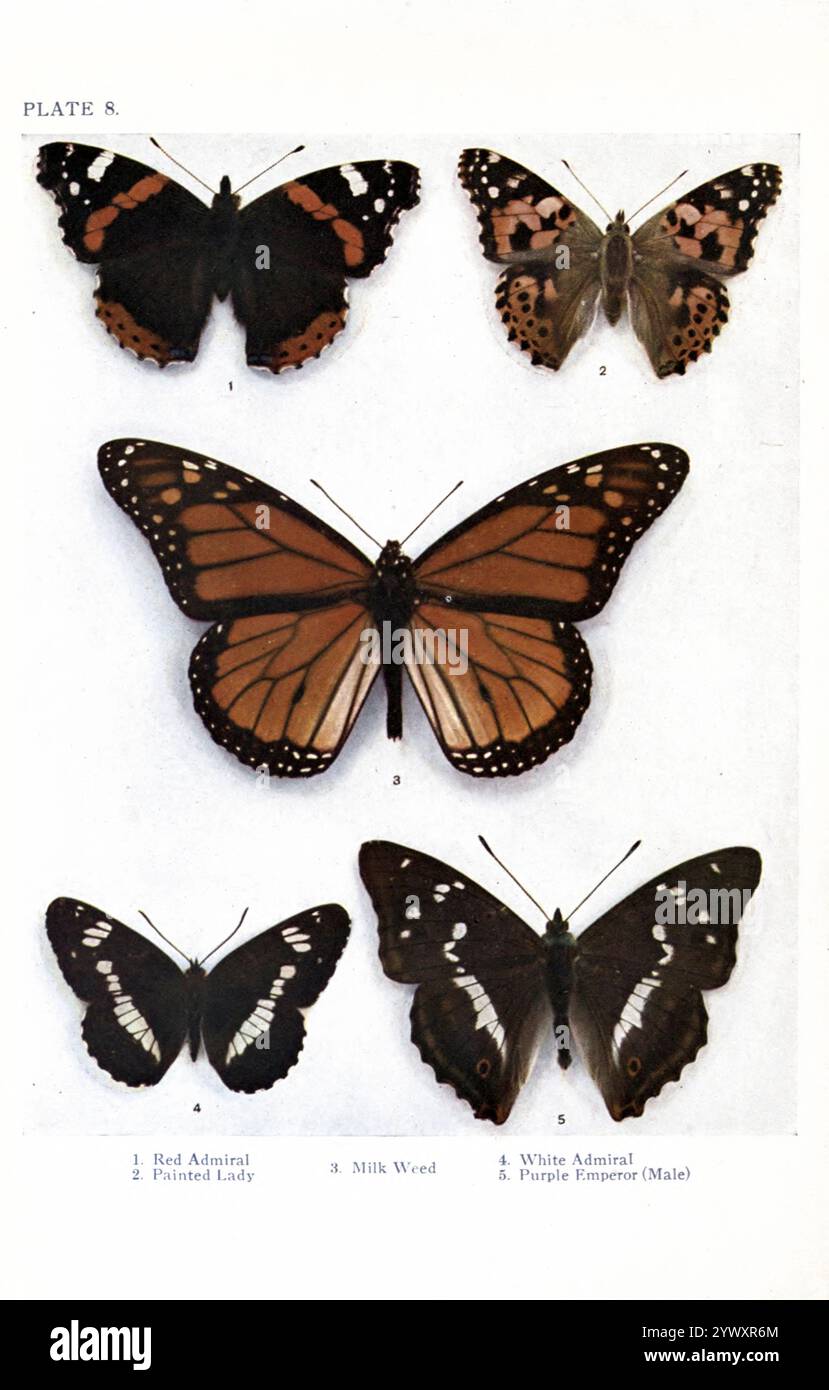 A chart of British Butterflies 1. Red Admiral; 2. Painted Lady; 3. Milk ...