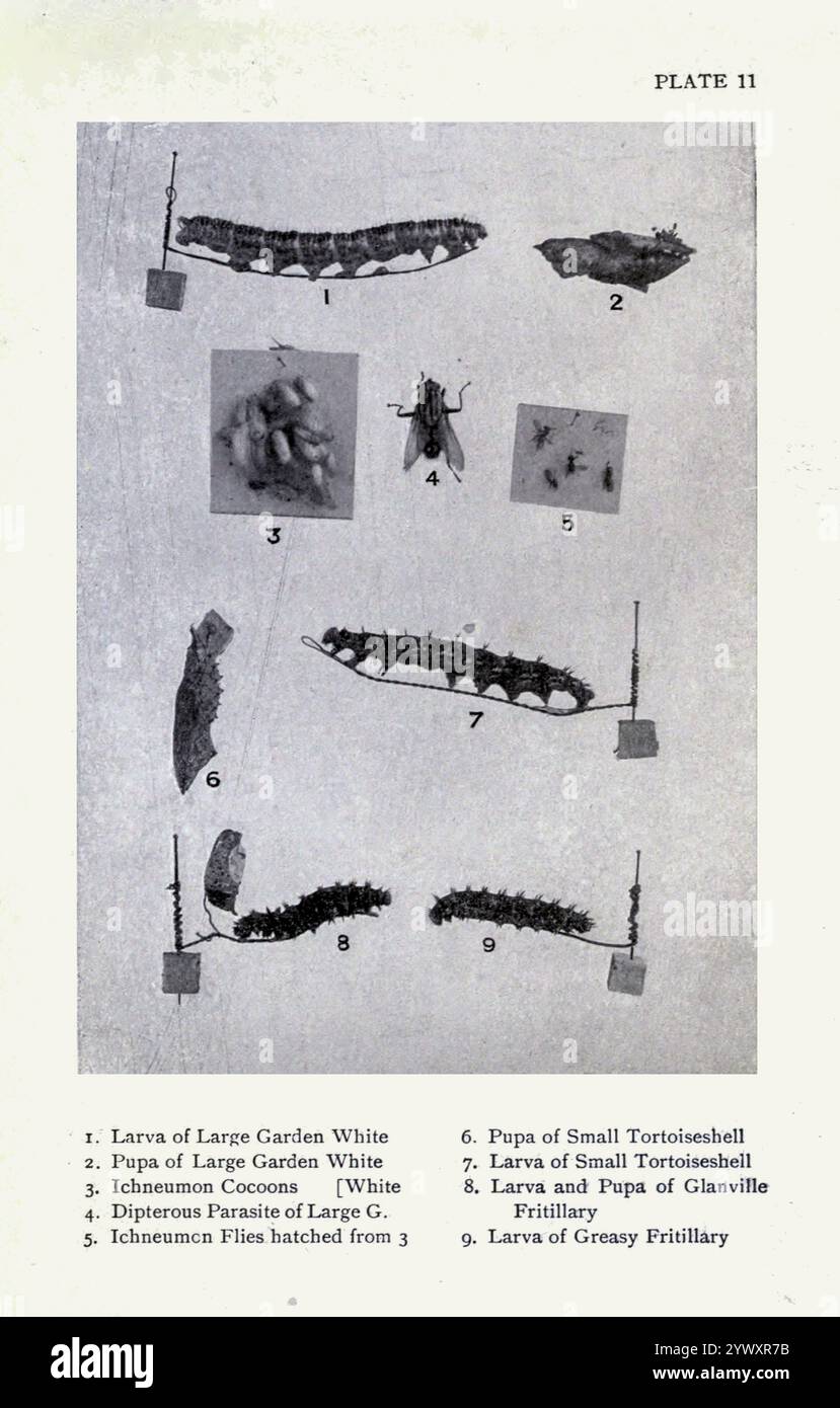 British garden insects hi-res stock photography and images - Alamy