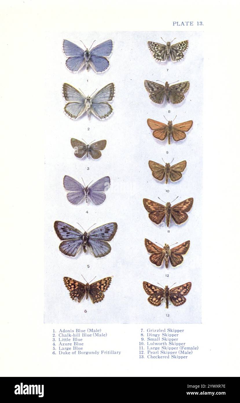 A chart of British Butterflies 1. Adonis Blue (Male); 2. Chalk-hill ...