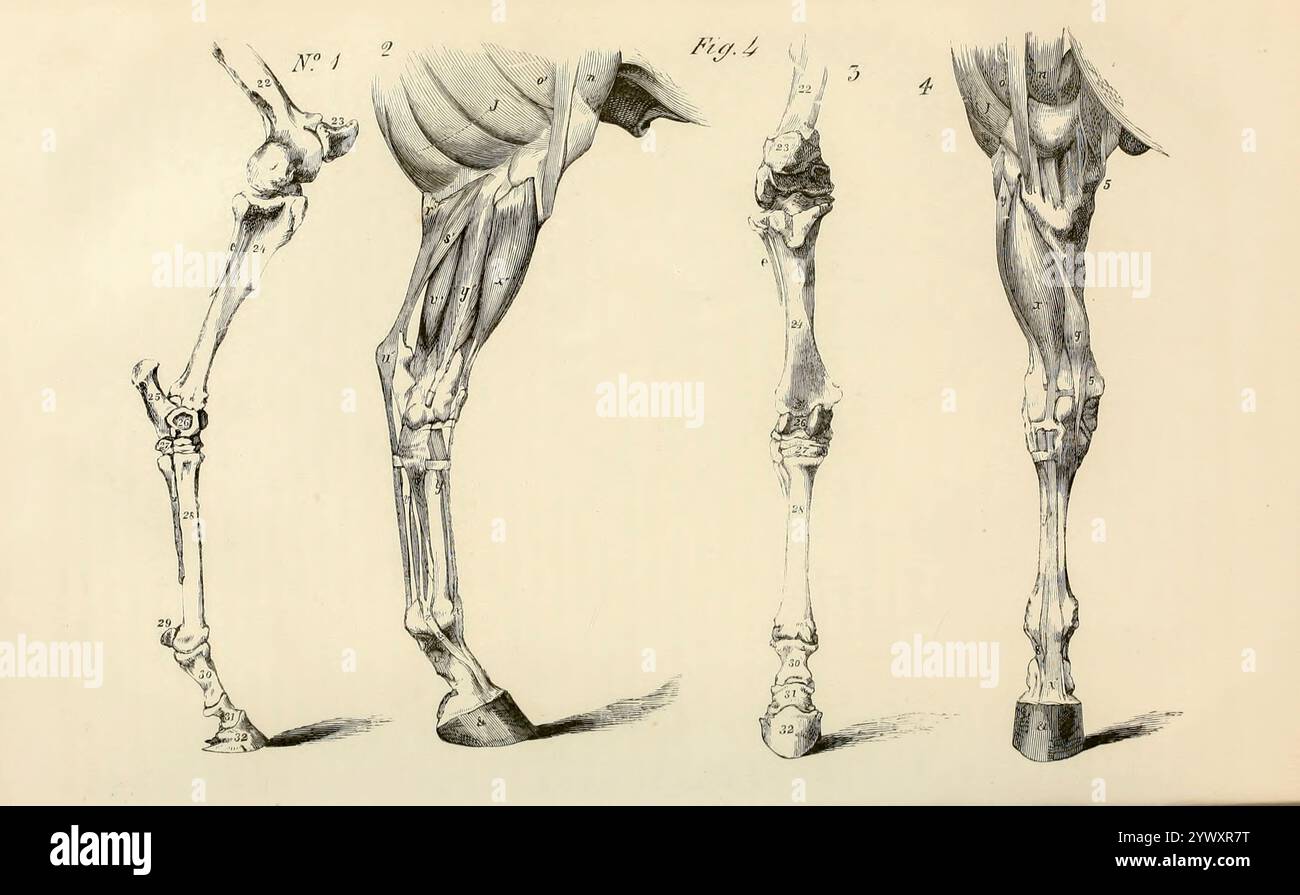 Hind extremities hi-res stock photography and images - Alamy