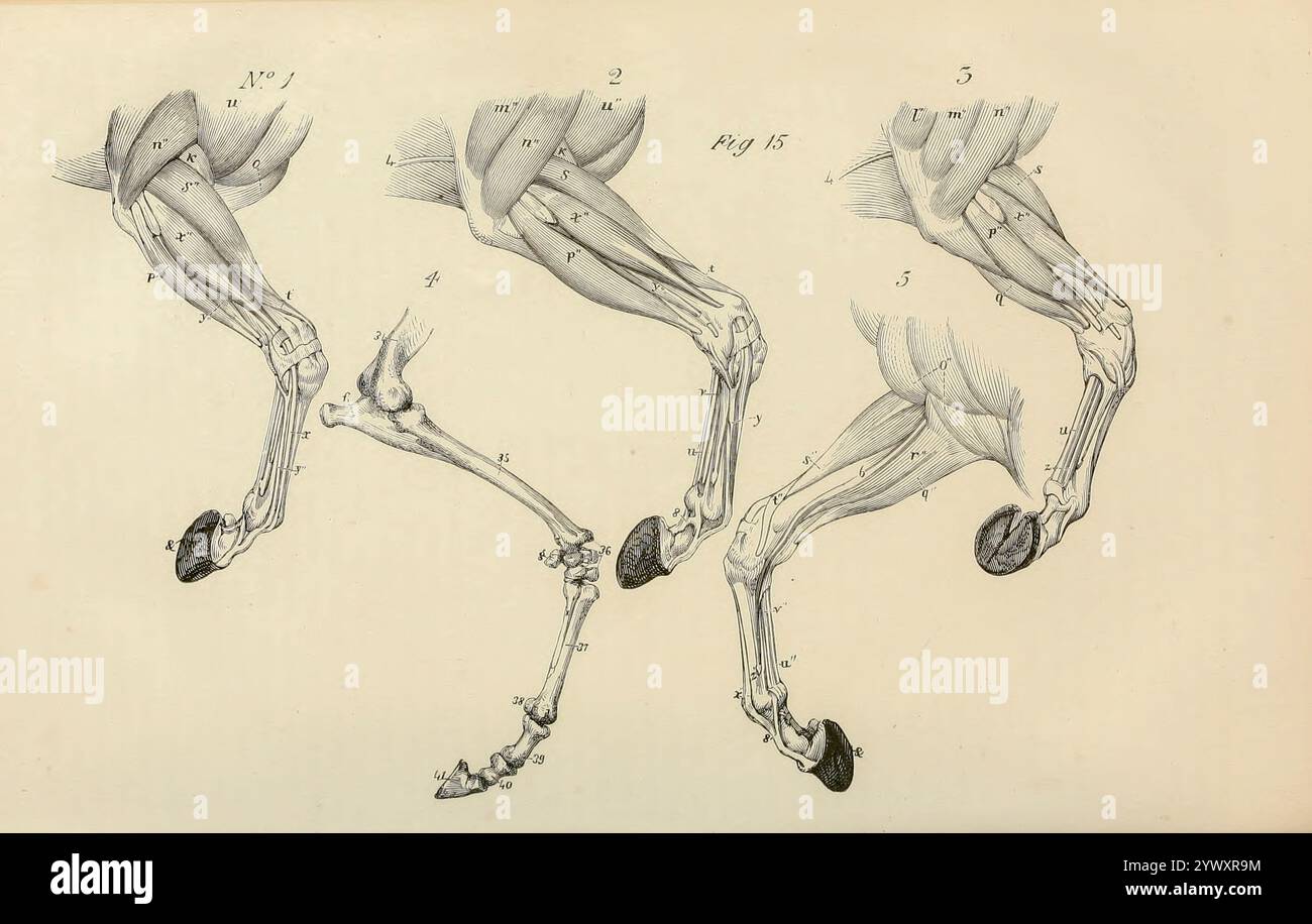 the off and rear fore extremity: Nos. 1, 2,3 show very distinctly the ...