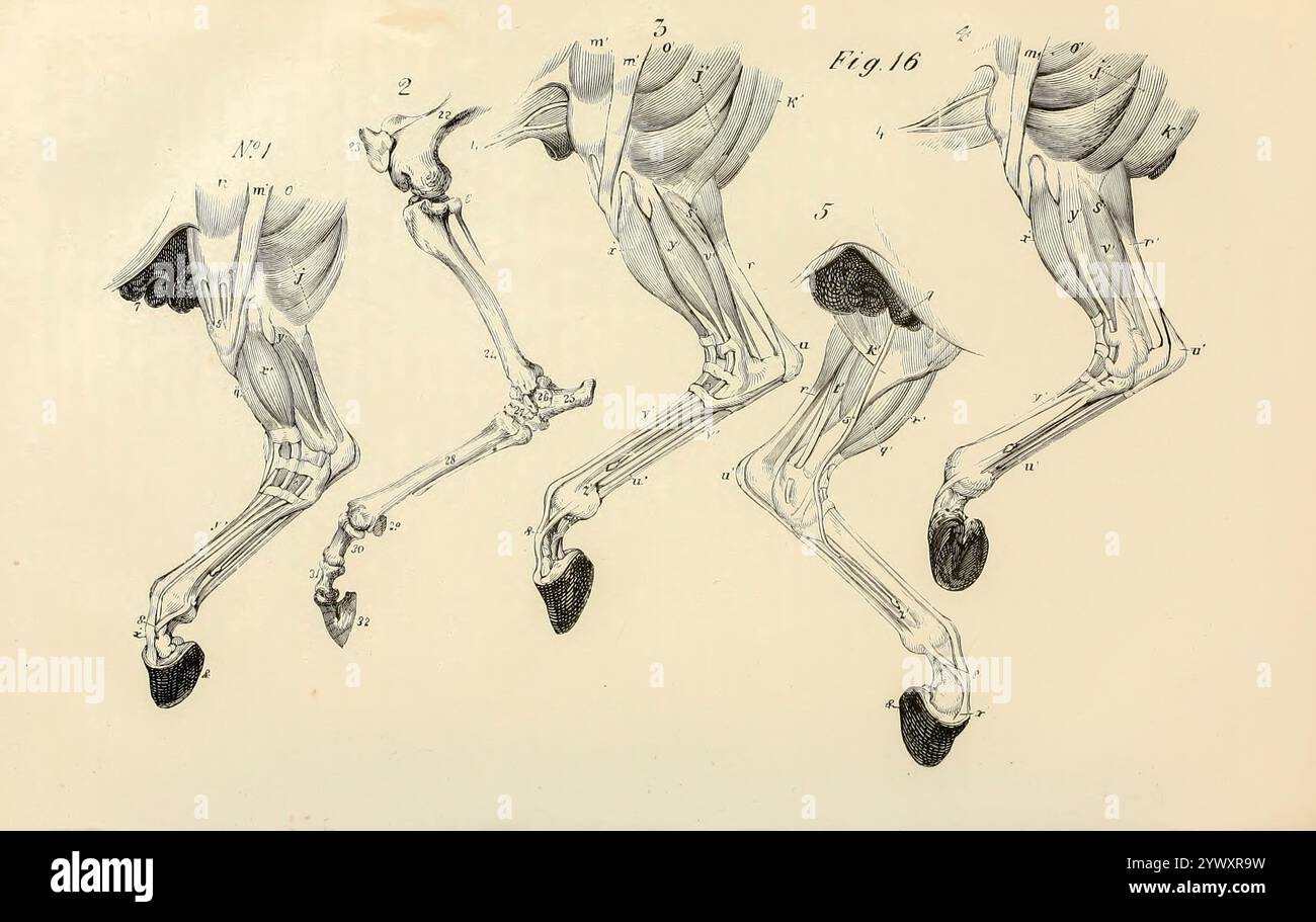 views of the hind extremities, in which the use and action of several ...