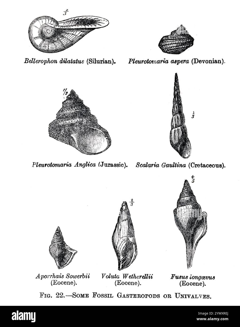 Gasteropods gasteropods hi-res stock photography and images - Alamy