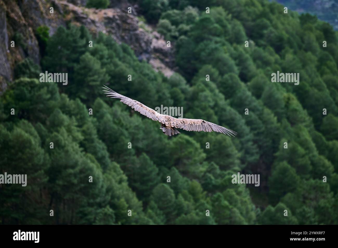 A large bird soaring gracefully above a dense forest of green trees ...