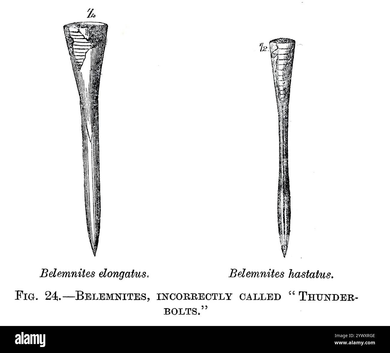 Belemnite painting hi-res stock photography and images - Alamy