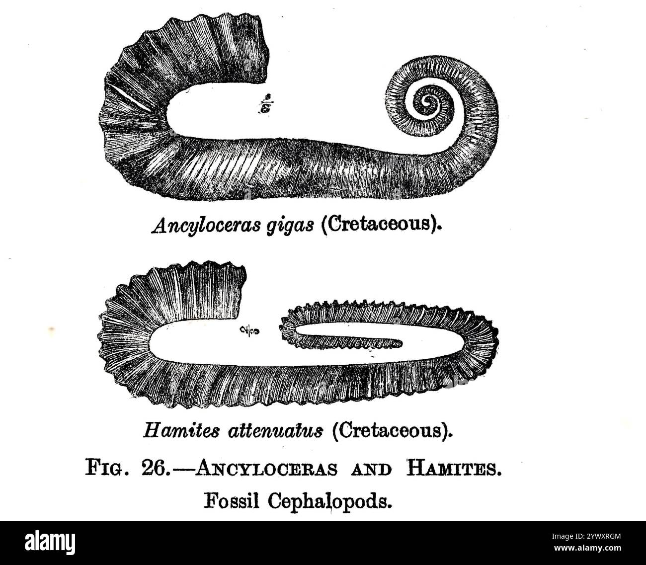 ANCYLOCERAS AND HAMITES. Fossil Cephalopods from ' The open book of ...