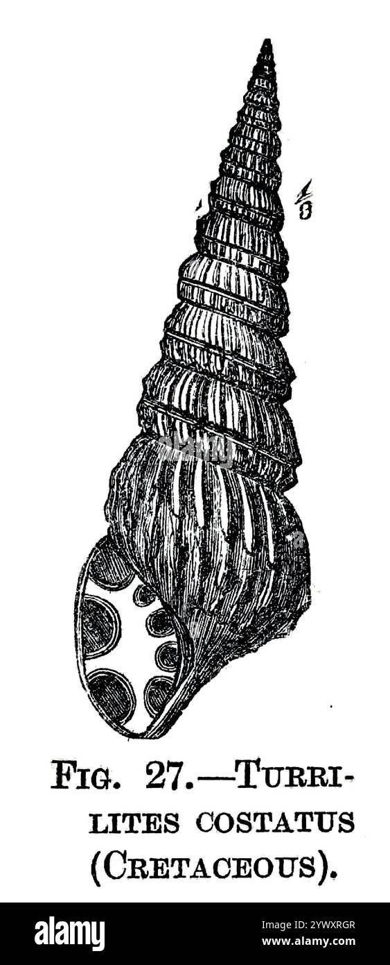 Turrilites costatus (CRETACEOUS). from ' The open book of nature : an ...