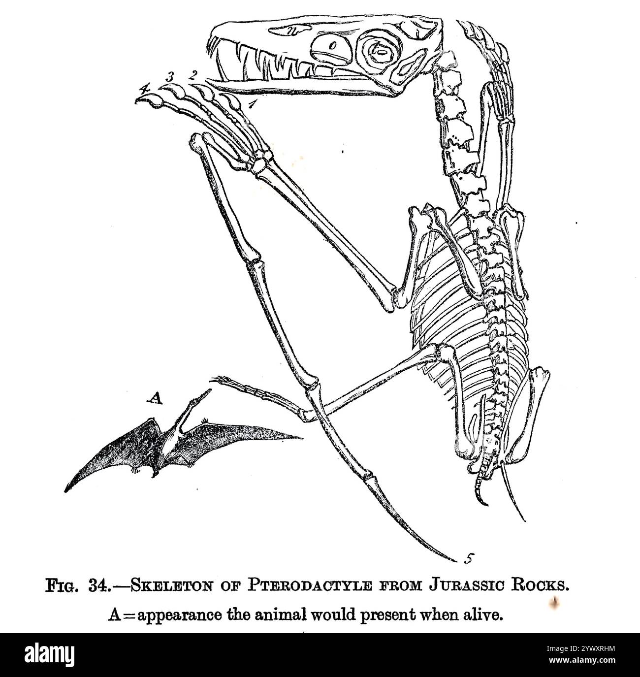 SKELETON OF PTERODACTYLE FROM JURASSIC ROCKS. from ' The open book of ...