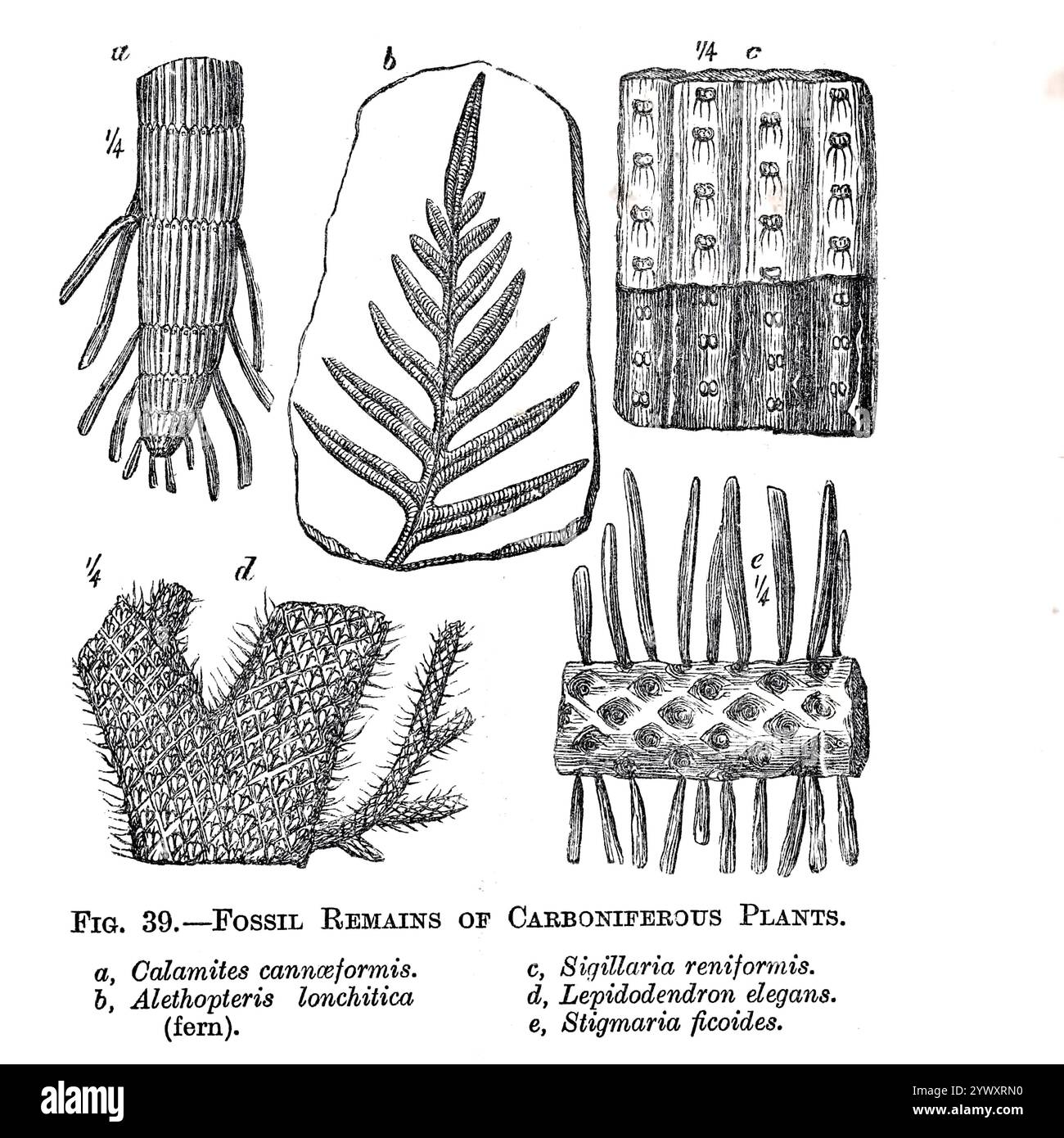 Lepidodendron hi-res stock photography and images - Alamy