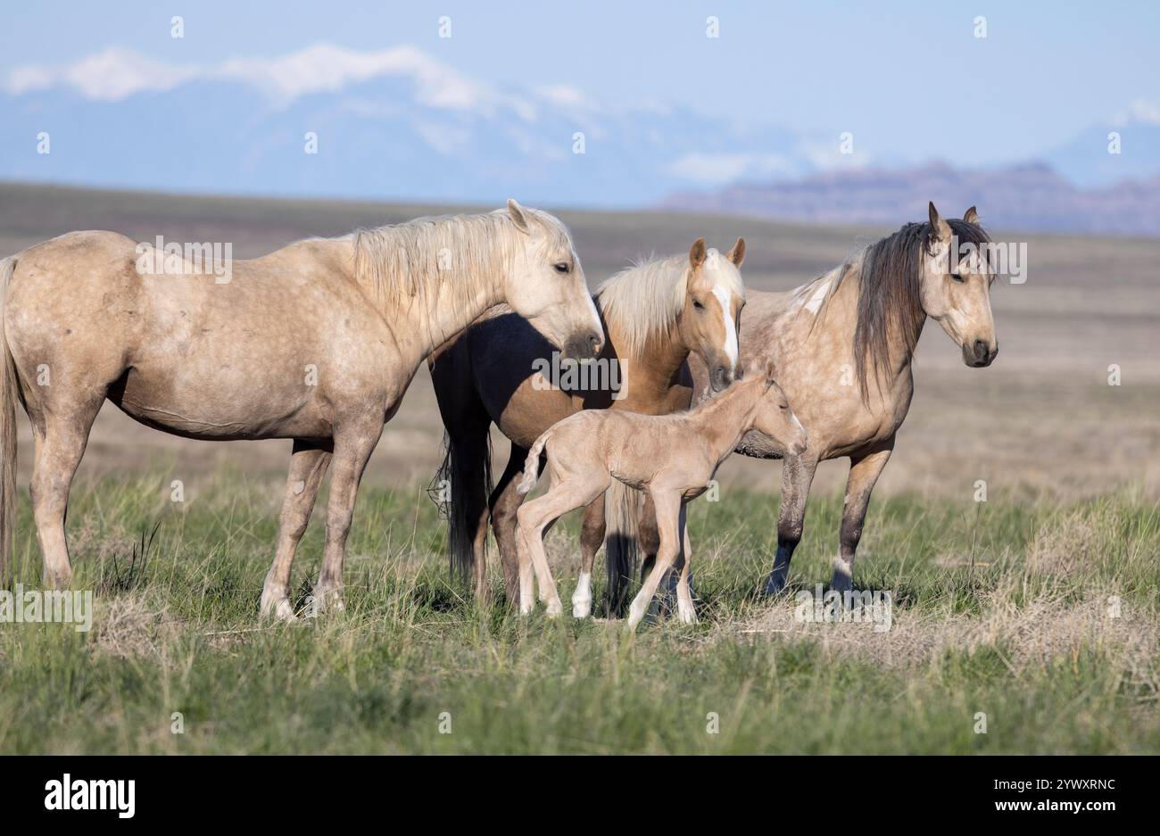 Wild Horses in the Utah desert Stock Photo - Alamy