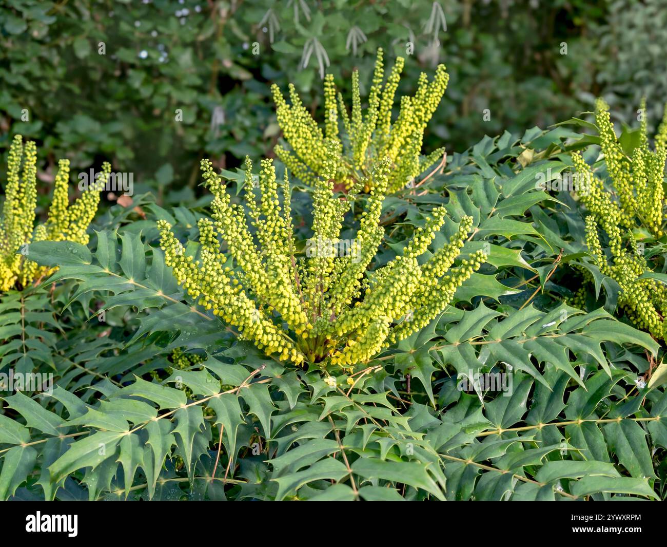 Yellow flower buds on a Mahonia shrub Stock Photo - Alamy