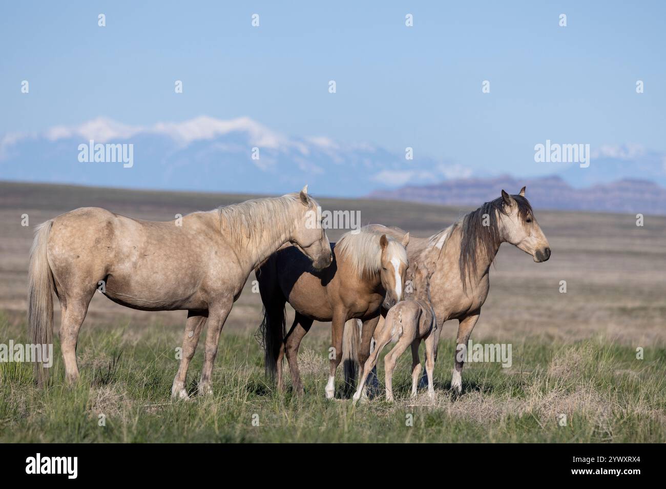Wild Horses in the Utah desert Stock Photo - Alamy