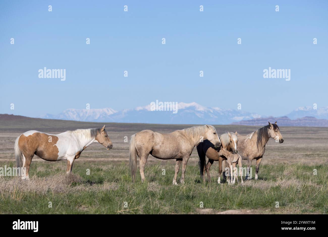 Wild Horses in the Utah desert Stock Photo - Alamy