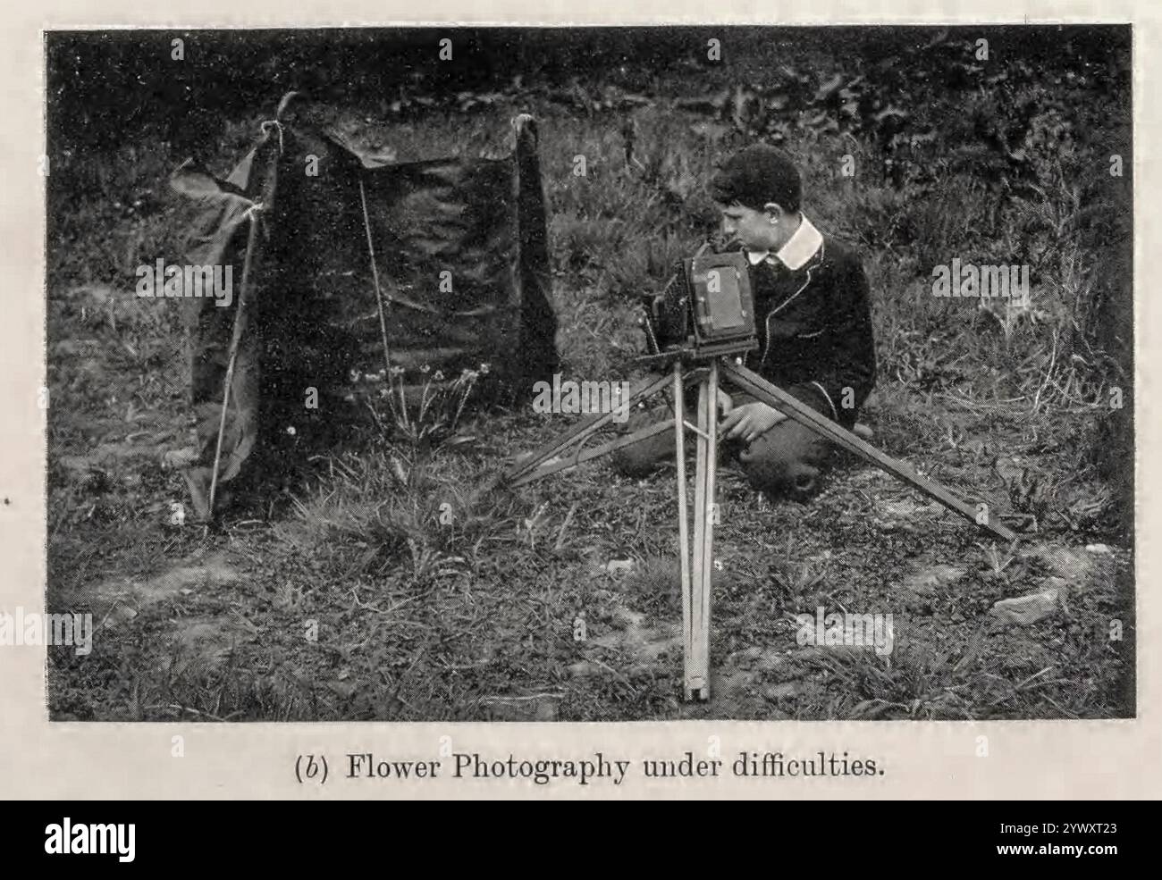 Flower Photography in 1911 from ' The open book of nature : an ...