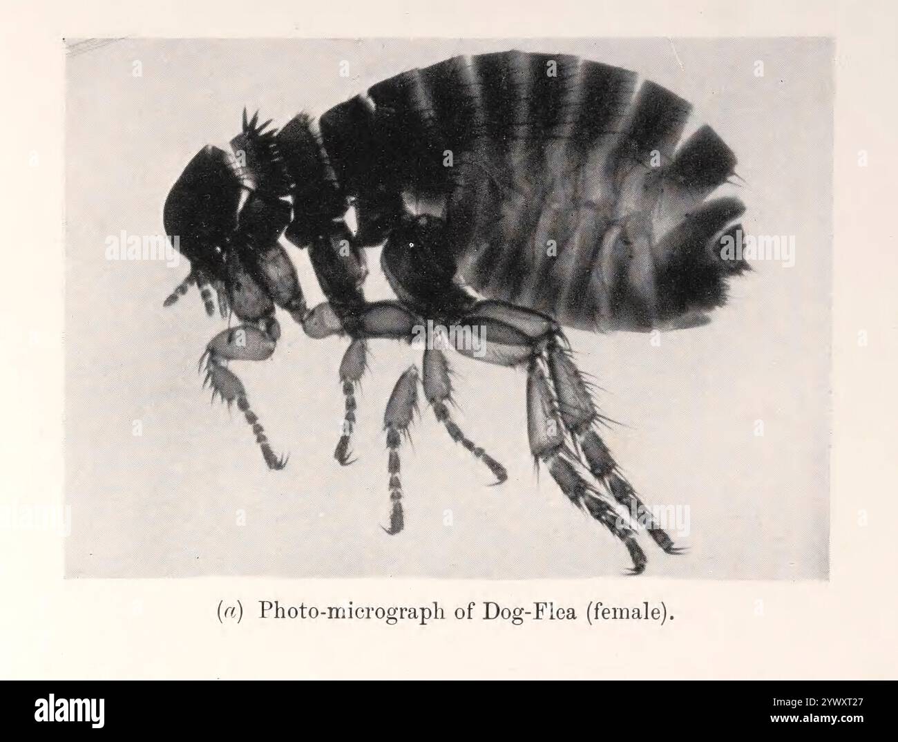 Photo-micrograph of a female dog flea (Ctenocephalides canis) from ...