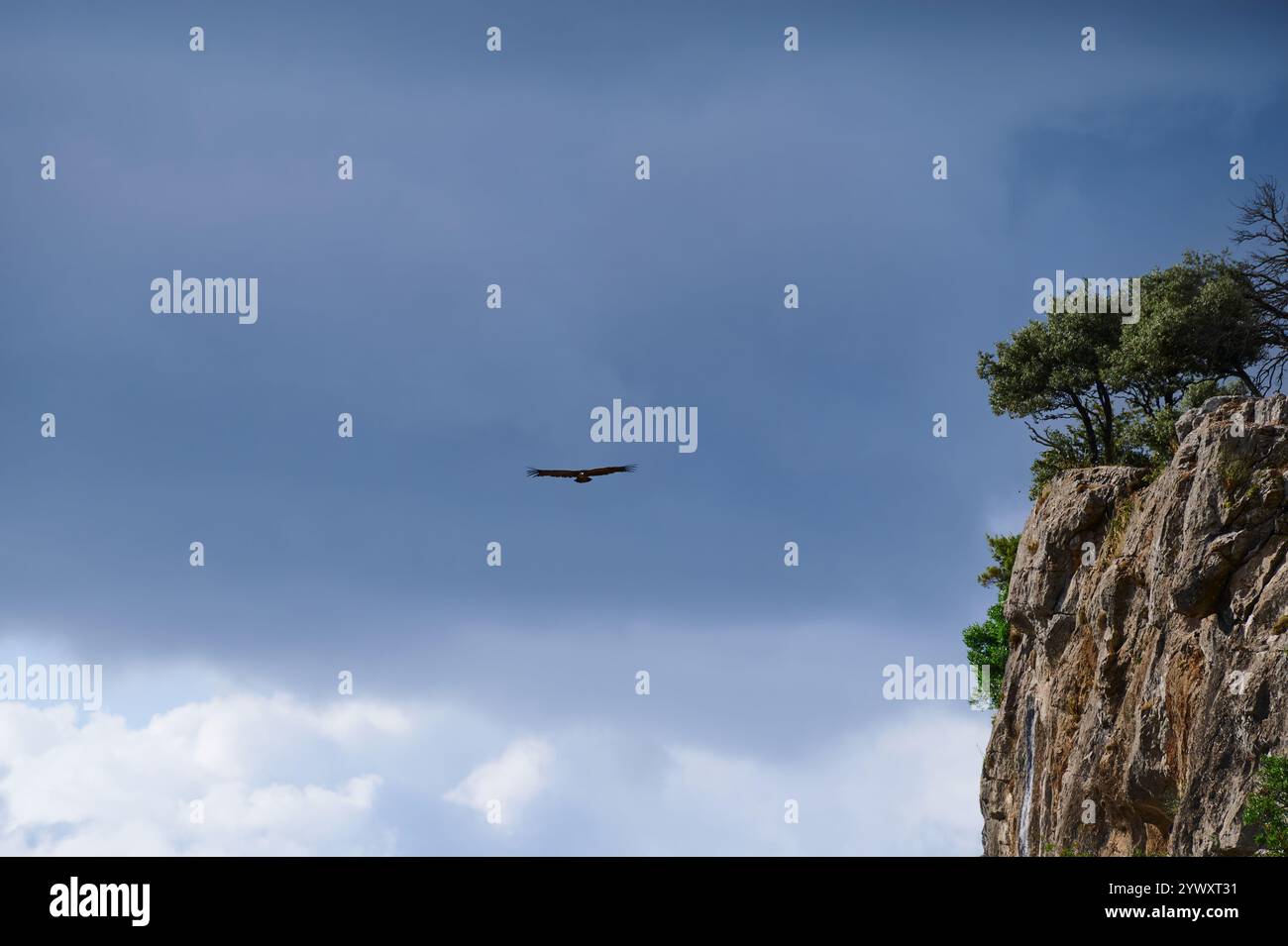 A solitary bird gracefully gliding through a clear sky, with a rugged ...