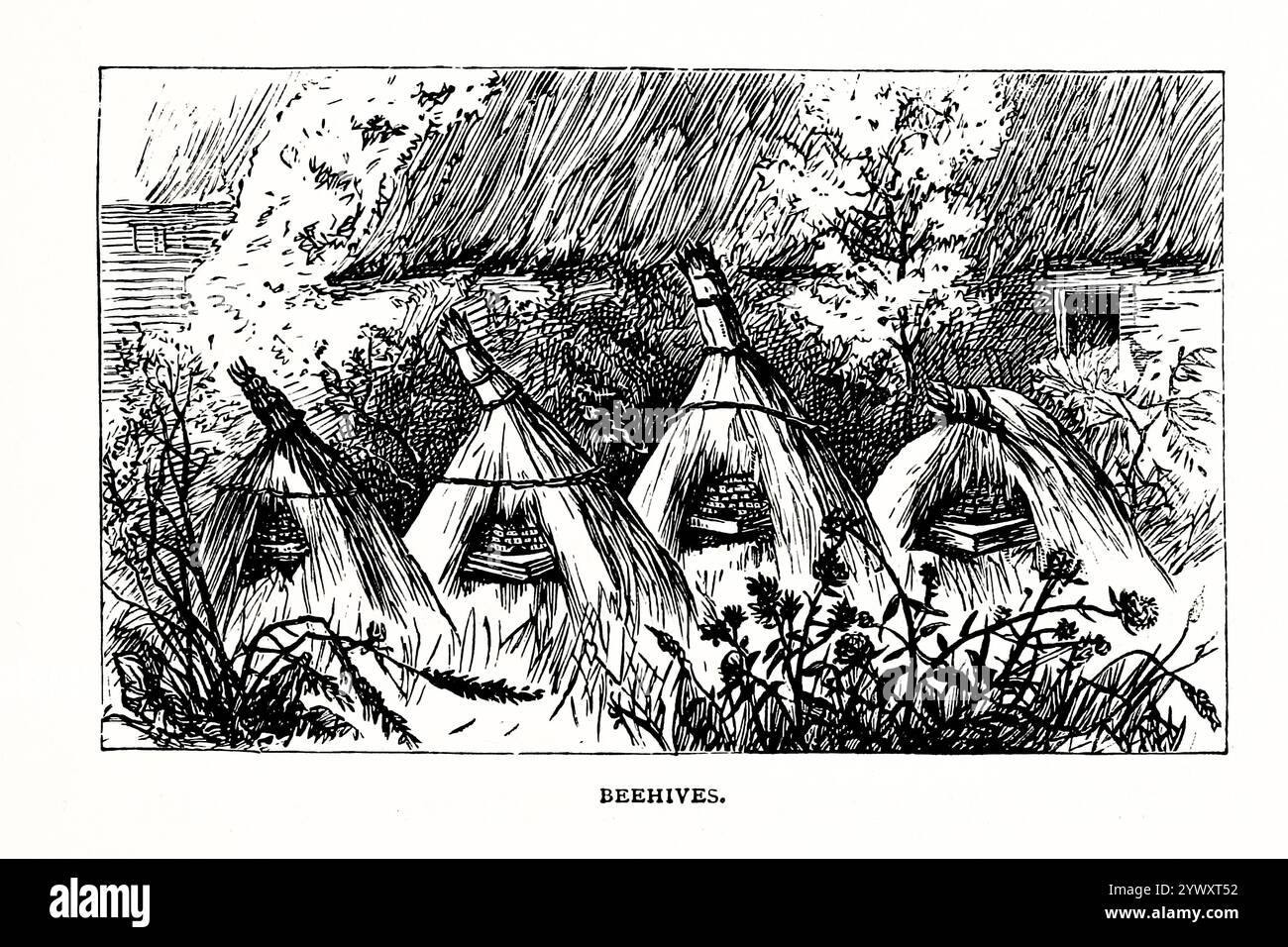 Beehives from Normandy and Brittany illustration by Randolph Caldecott ...