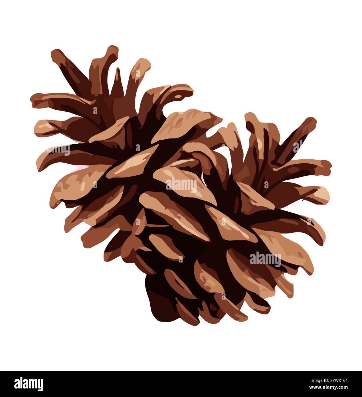 Pine cones vector illustration isolated on white Stock Vector Image ...