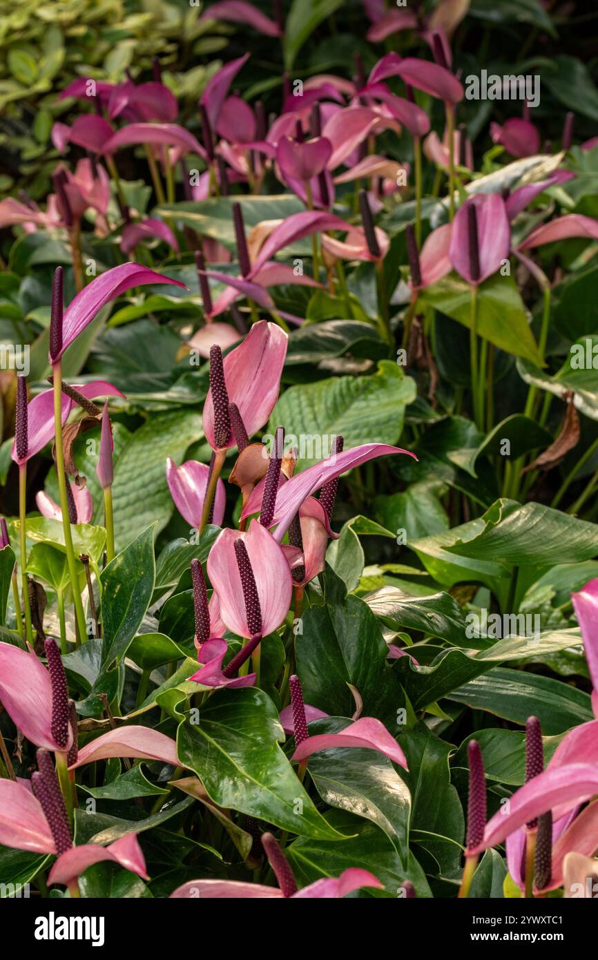 Lovely Anthurium Zizou. Natural close up flowering plant portrait ...