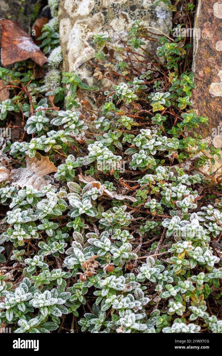 Natural close up, semi-abstract, patterns in nature / plantlike ...