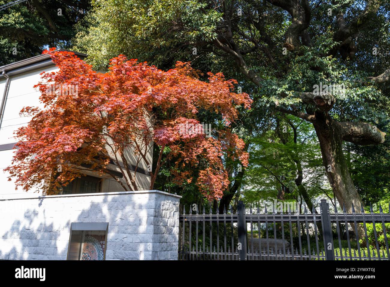 Maple tree house hi-res stock photography and images - Alamy