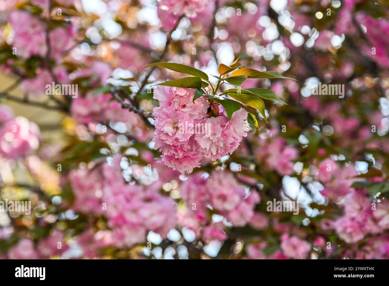 Fresh pink flowers of sakura growing in the garden, natural spring ...