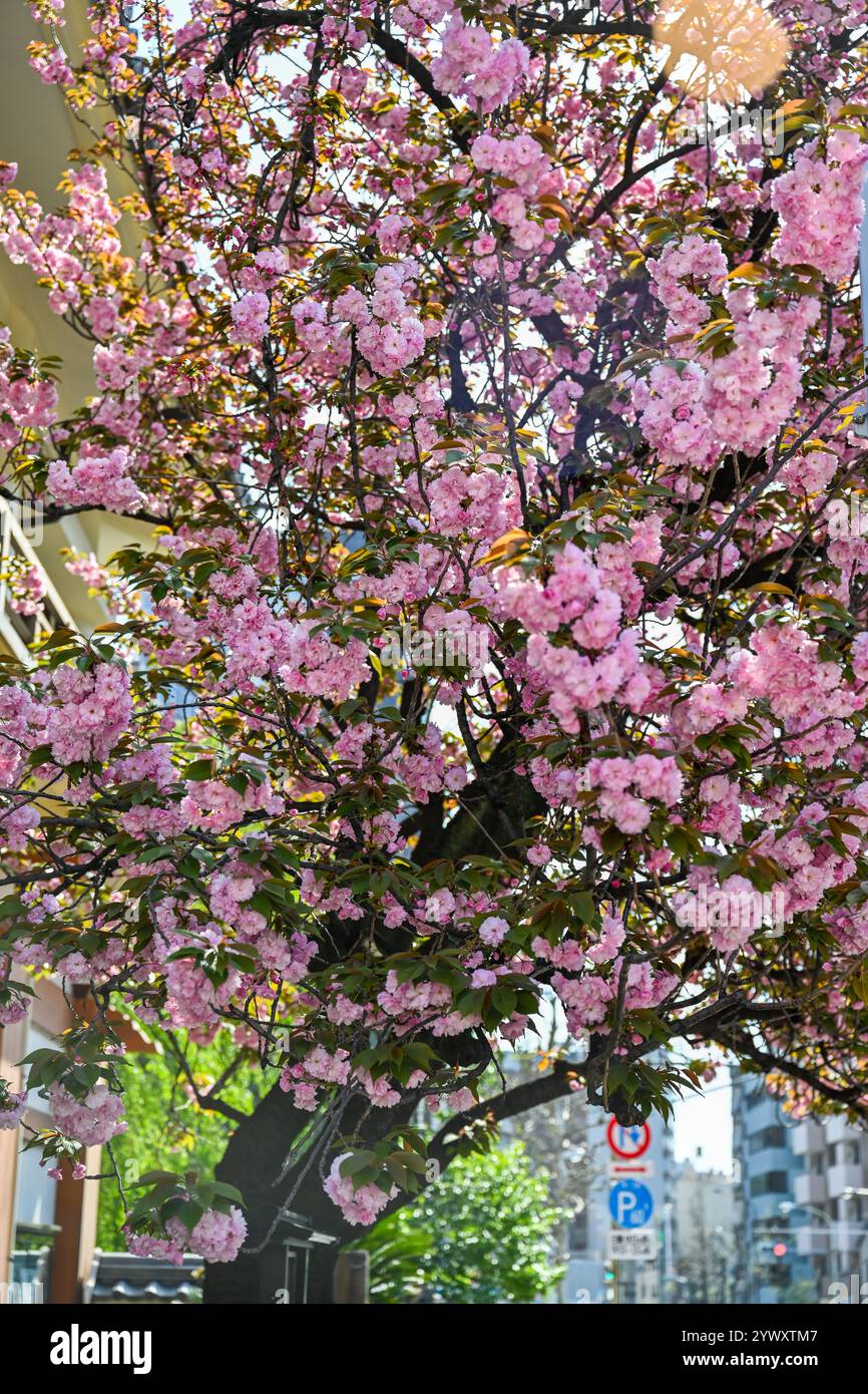 Fresh pink flowers of sakura growing in the garden, natural spring ...