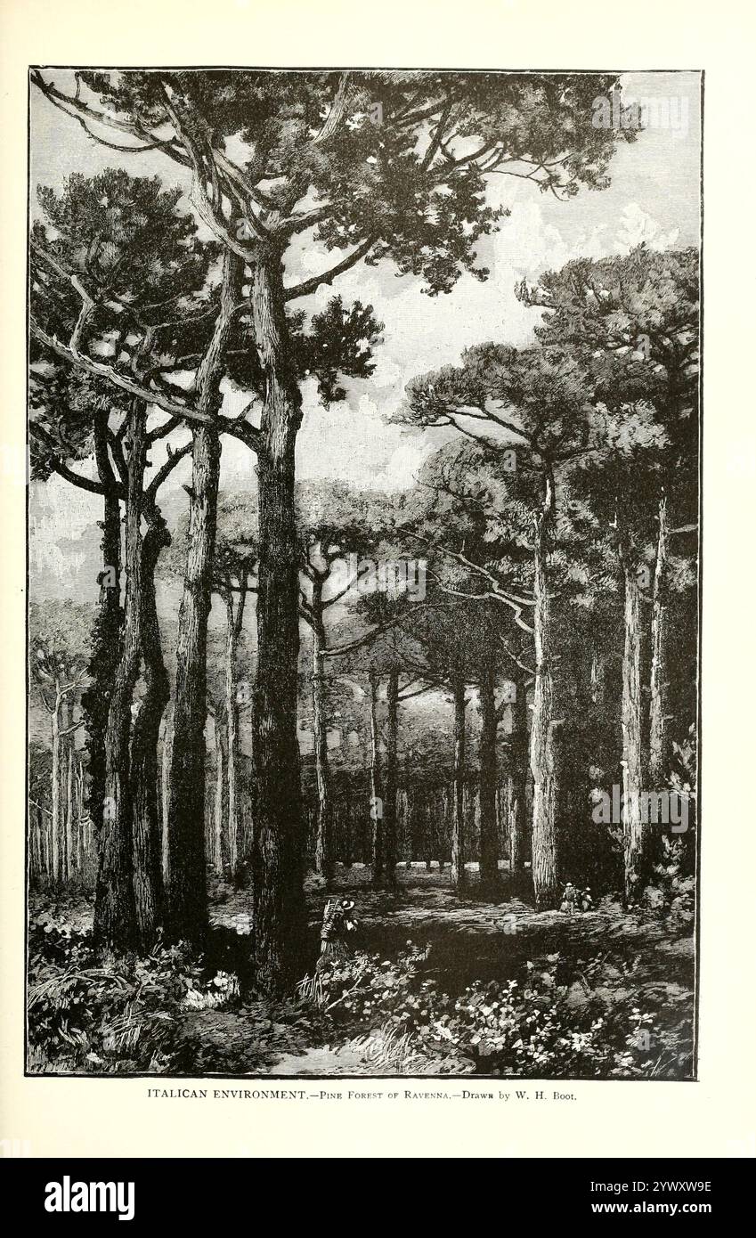ITALICAN ENVIRONMENT. Pine Forest of Ravenna— Draws by W. H. Boot. from ...