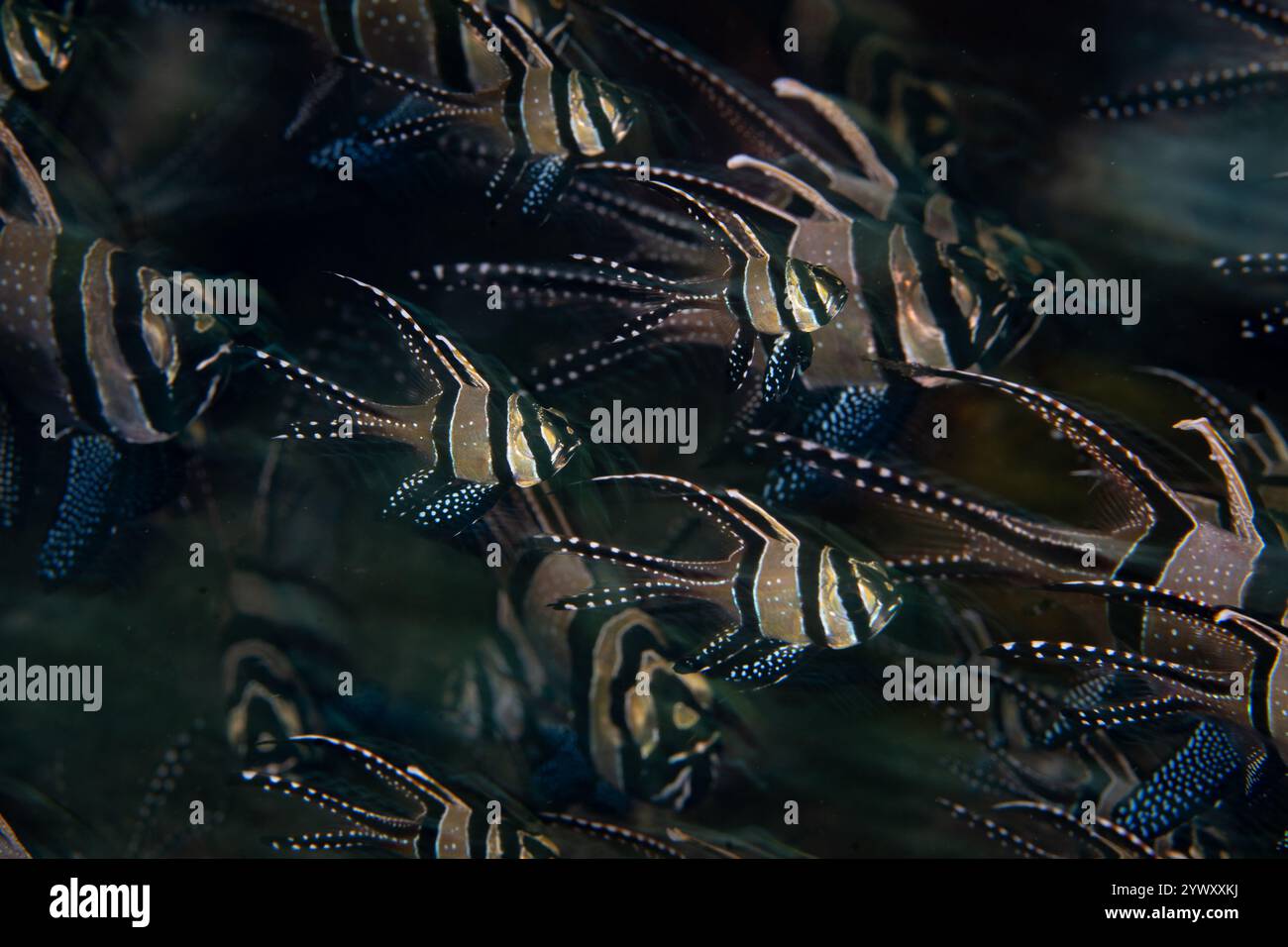 A school of Banggai cardinalfish, Pterapogon kauderni, hovers near the ...
