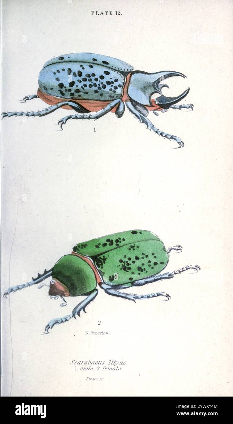 Dynastes tityus, the eastern Hercules beetle, [Here as Scarabaeus ...