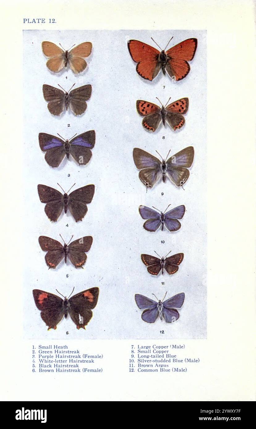 20th century uk variety hi-res stock photography and images - Alamy