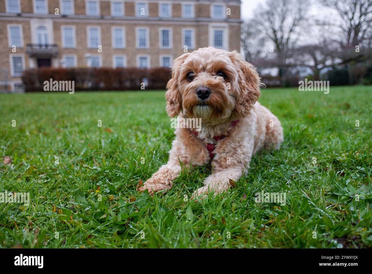 Cavapoo hi-res stock photography and images - Alamy