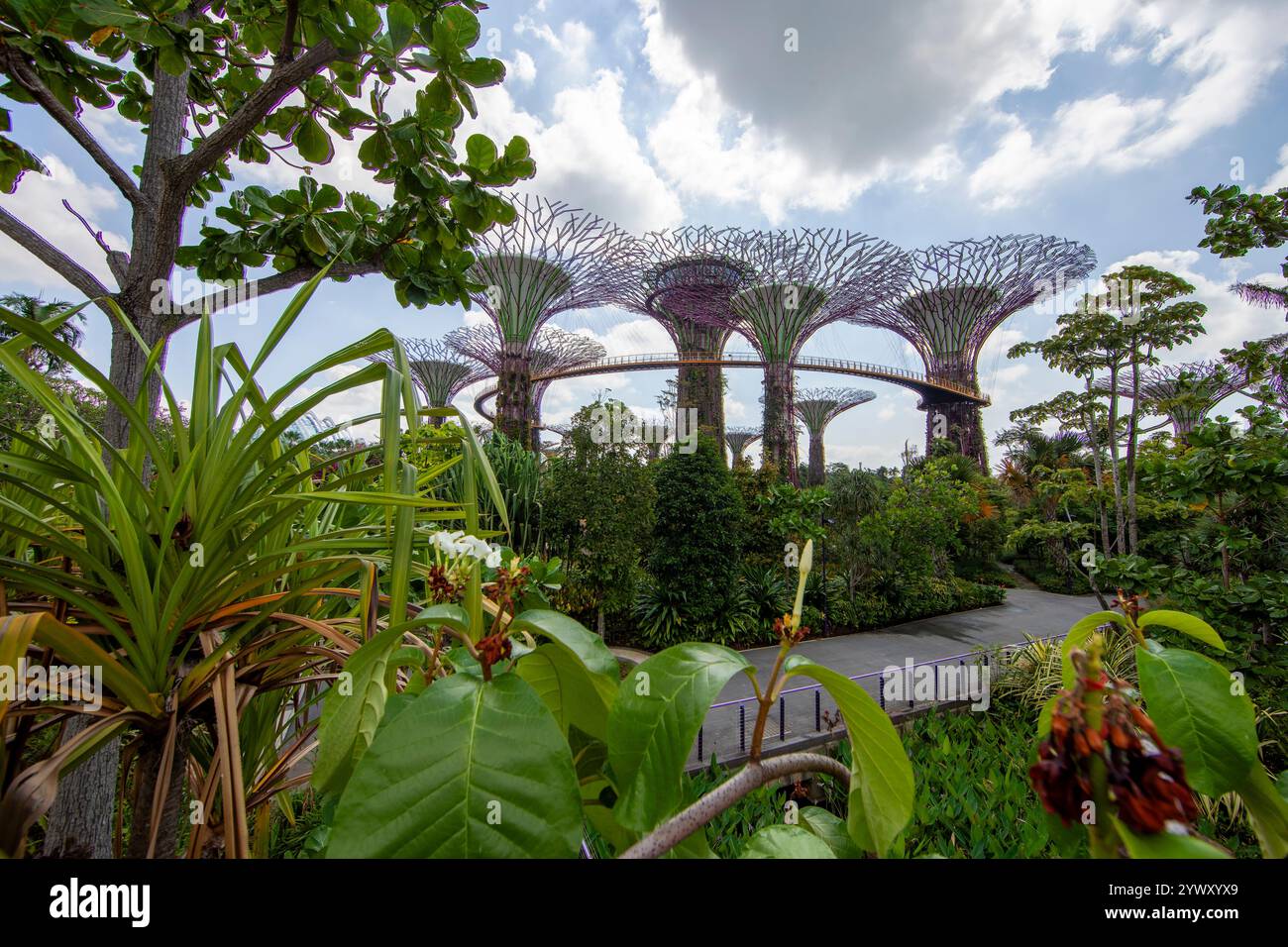 Unique Supertree structures in Gardens by the Bay in Singapore against ...