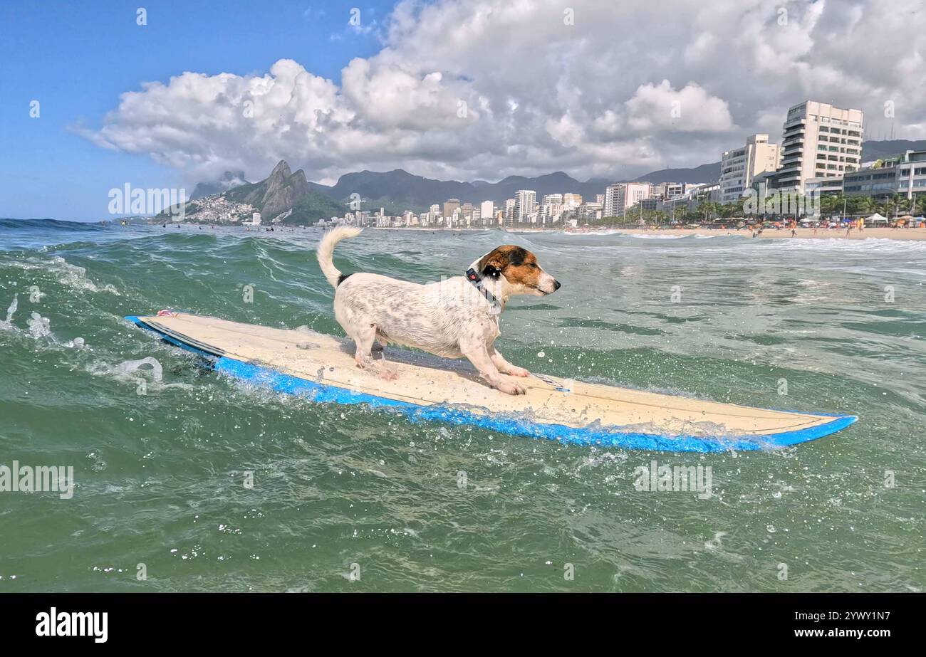 December 12, 2024, Rio De Janeiro, Brazil: 4-year-old BENJI, making ...