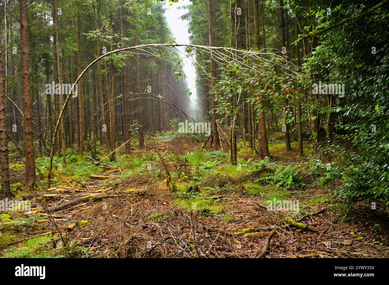 Sapling tree bent over by the wind in the forest. Wentwood, South Wales ...
