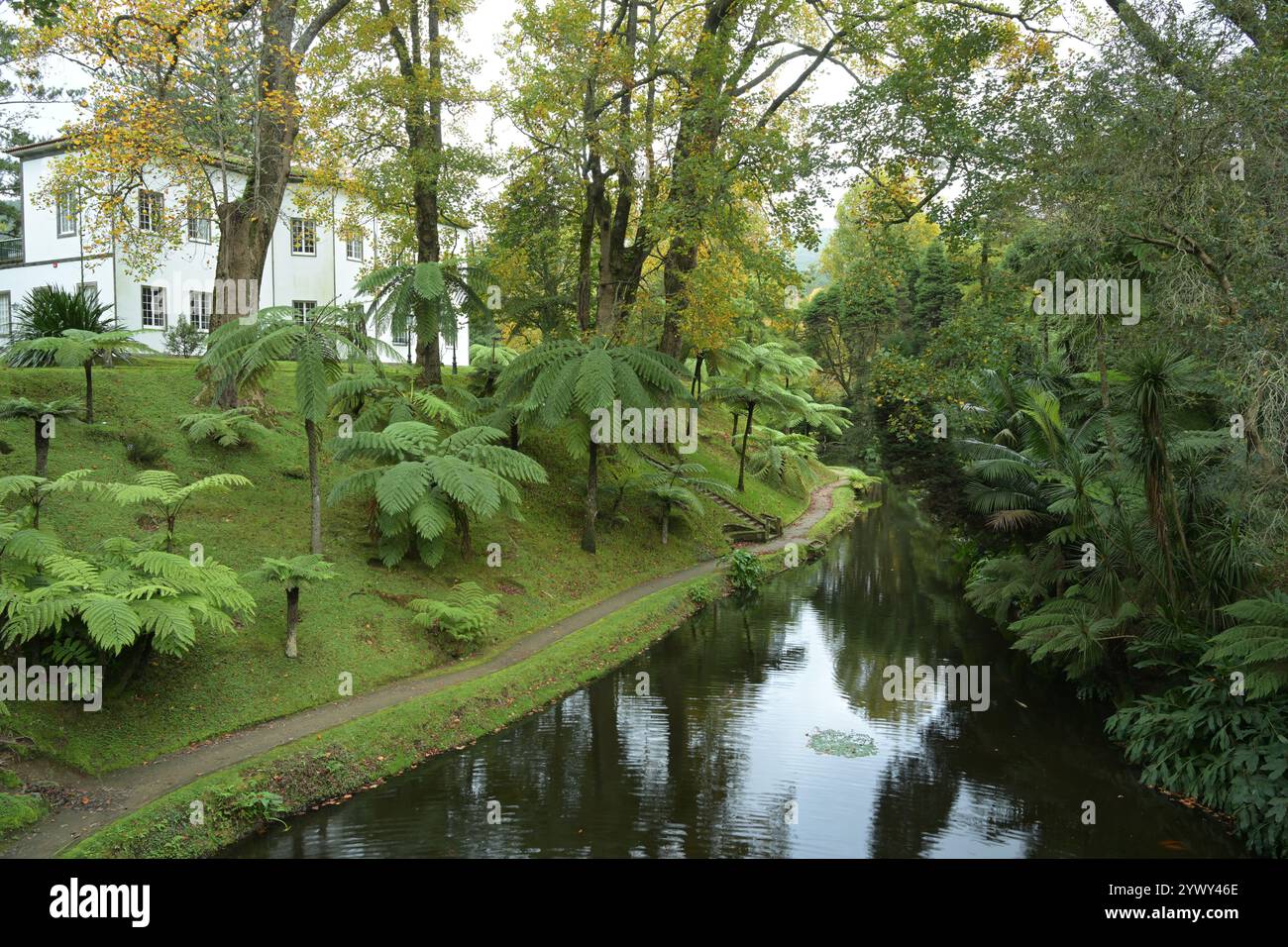 Sao Miguel Island Azores Portugal Plants Stock Photo - Alamy