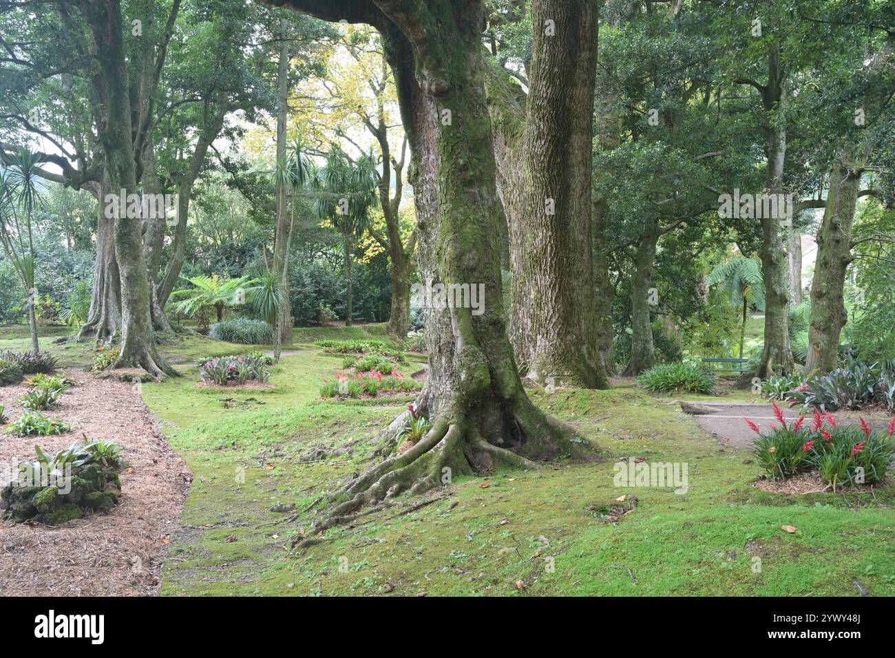 Sao Miguel Island Azores Portugal Plants Stock Photo - Alamy